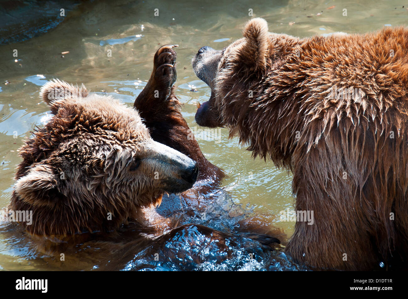 Two brown bears playing in the water Stock Photo - Alamy