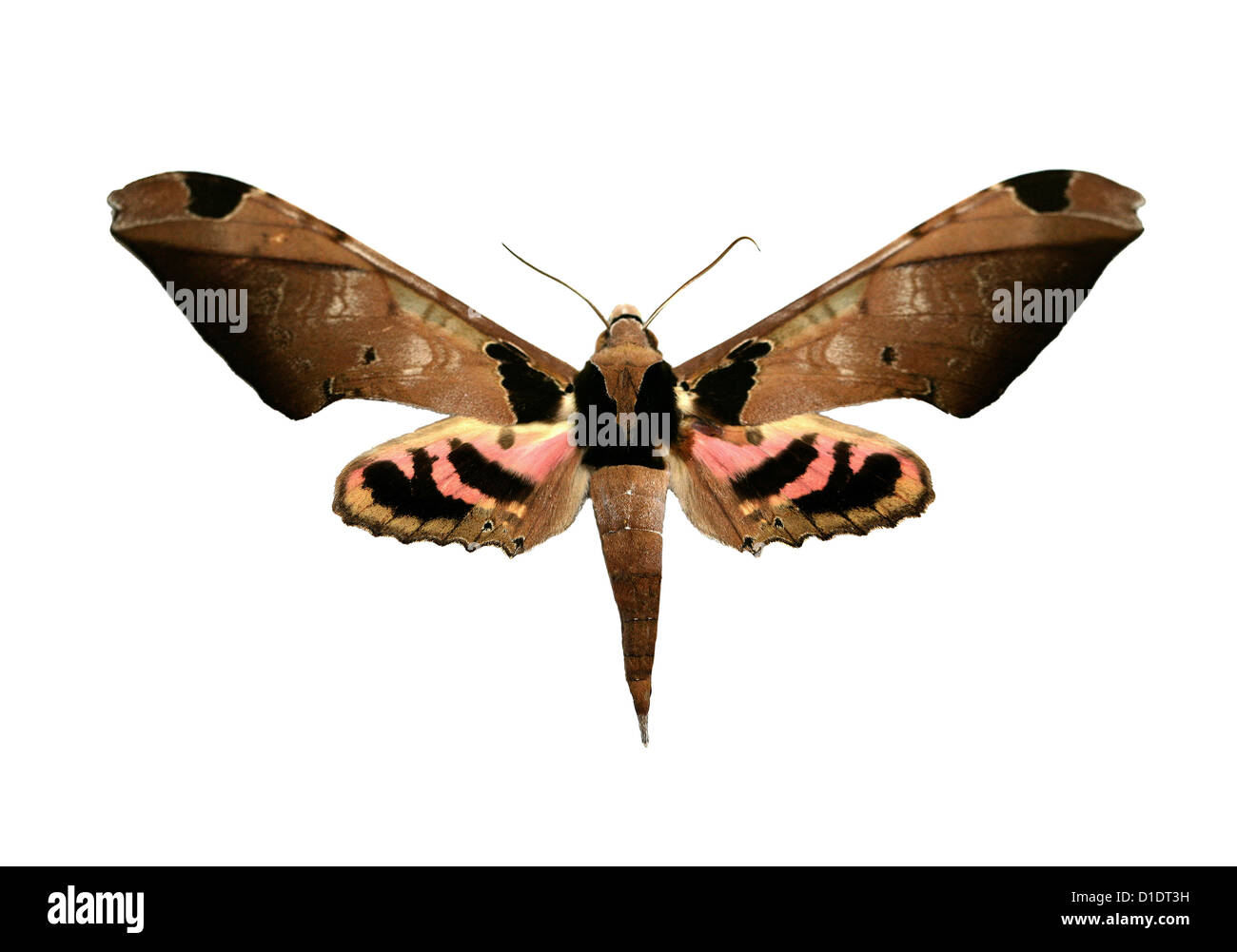Hawk-moth, Adhemarius roessleri, Sphingidae. Brazil, Colombia, Guyana ...