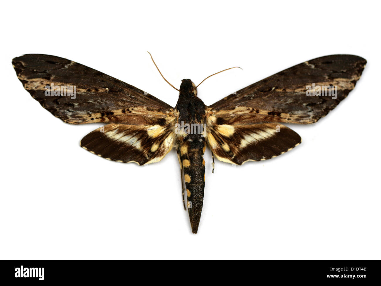 Cluentius Sphinx Hawk-moth, Neococytius cluentius, Sphingidae. Northern ...