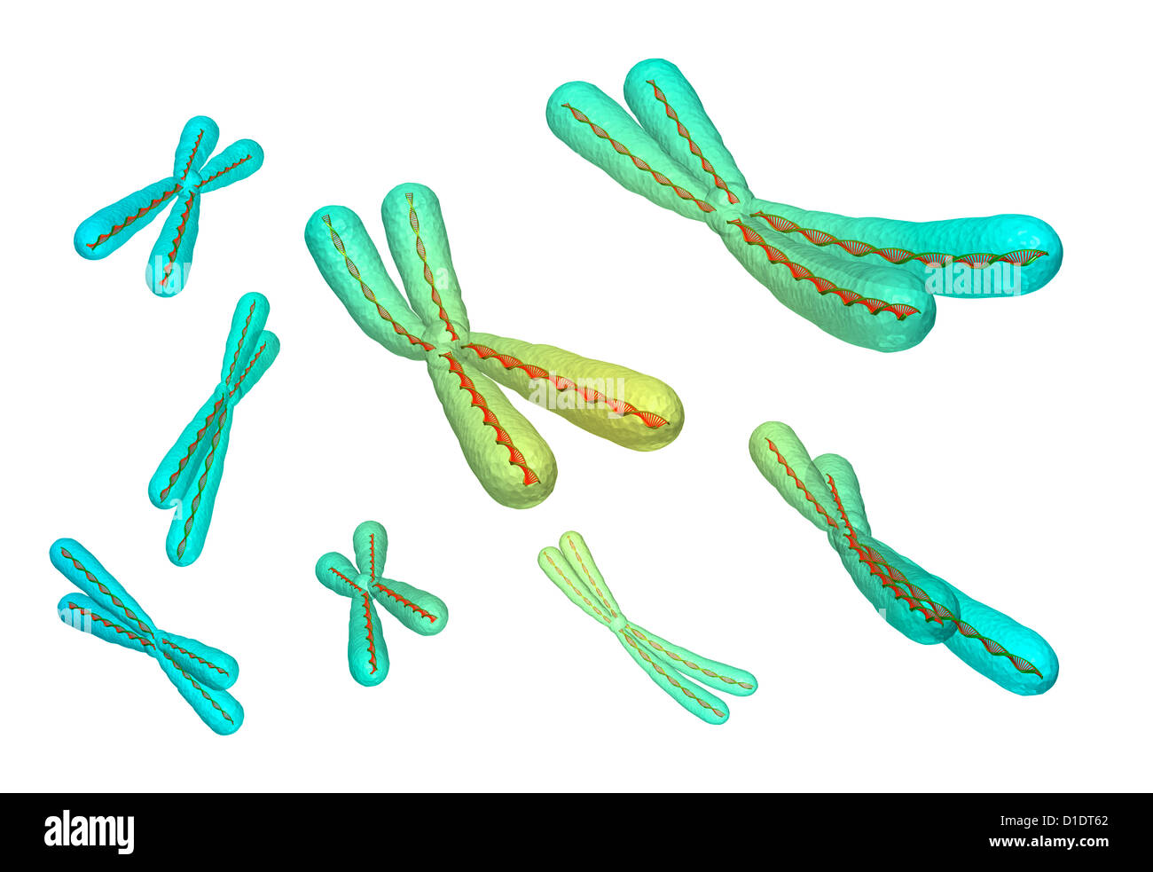 illustration of human chromosome Stock Photo - Alamy