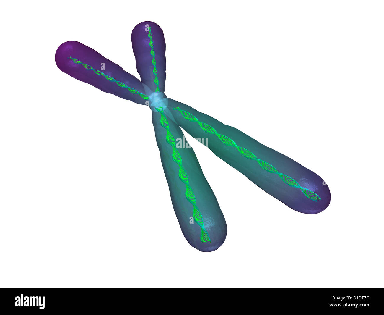 illustration of human chromosome Stock Photo - Alamy