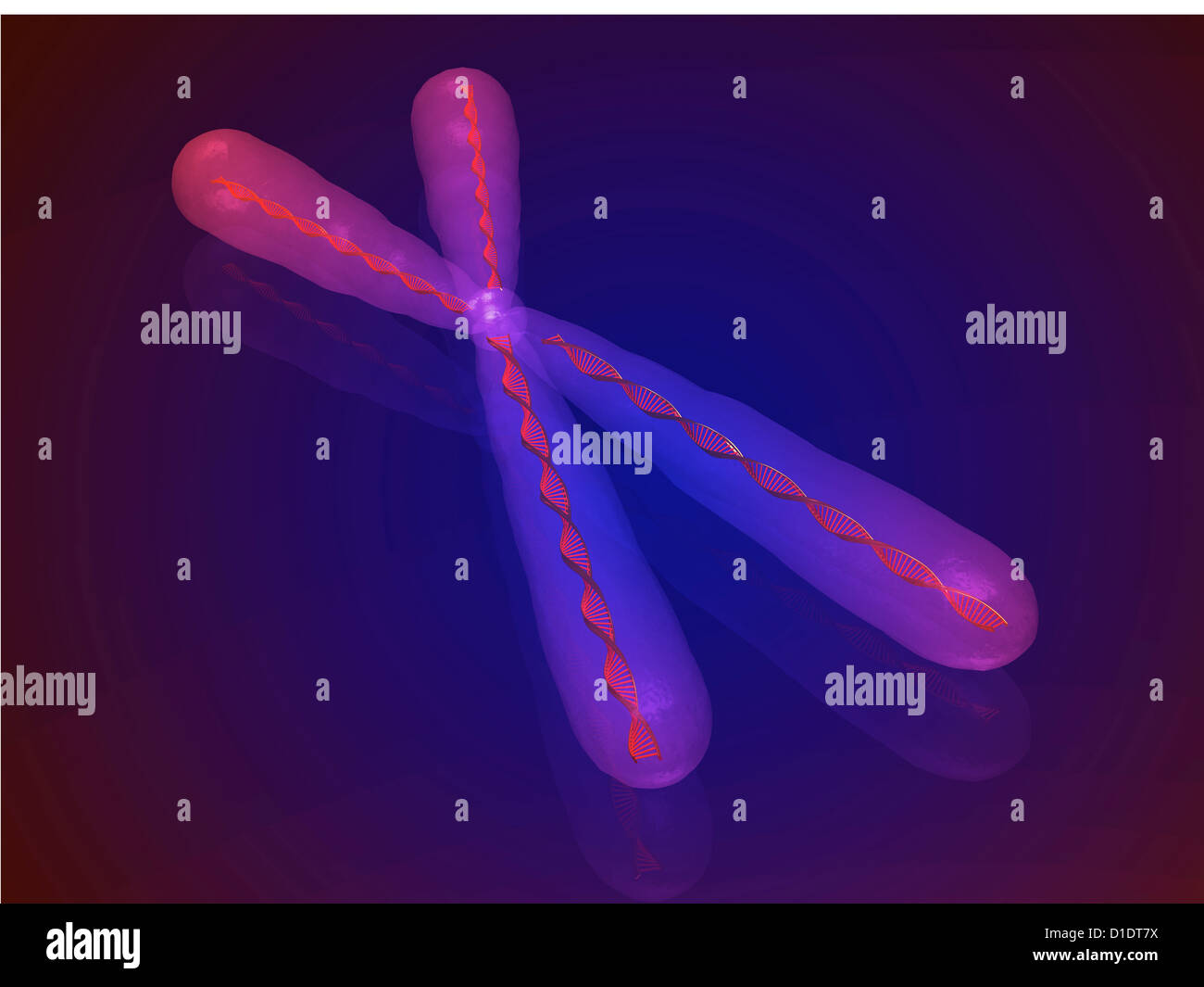 Chromosome dna hi-res stock photography and images - Alamy