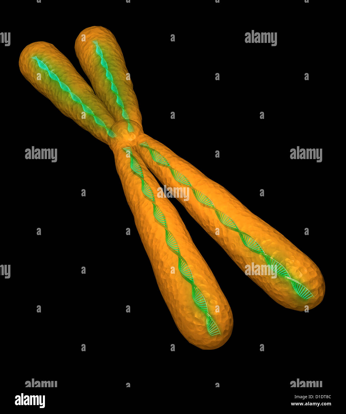 illustration of human chromosome Stock Photo - Alamy