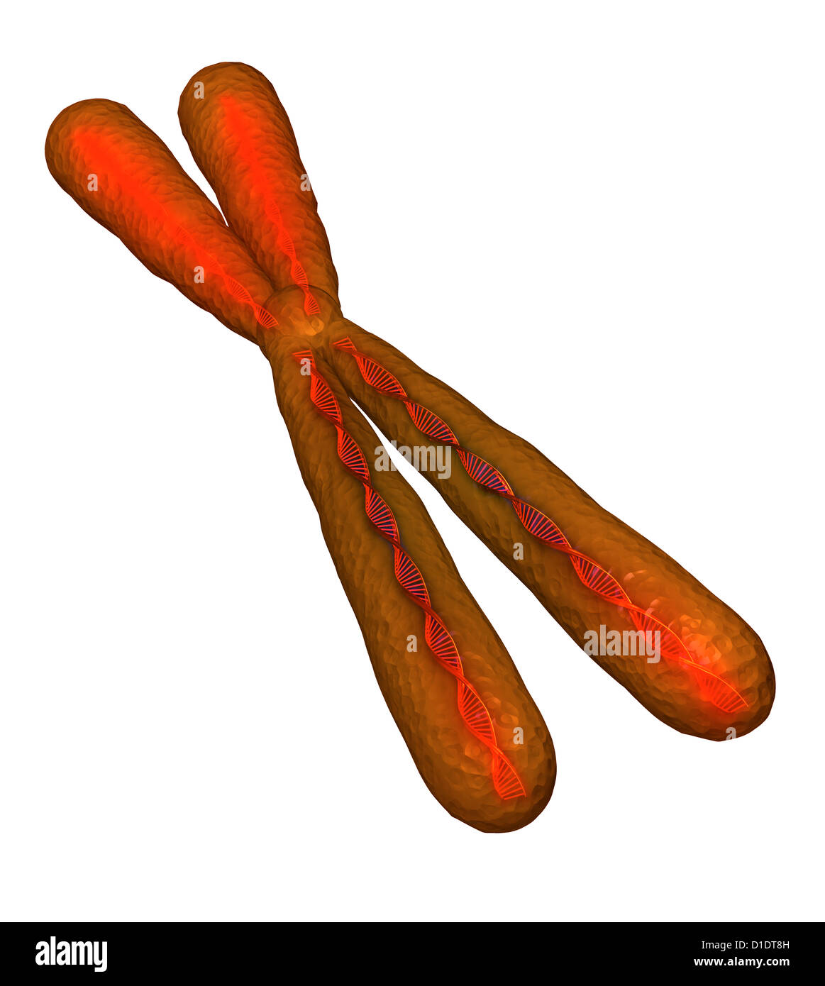 Chromosome illustration hi-res stock photography and images - Alamy
