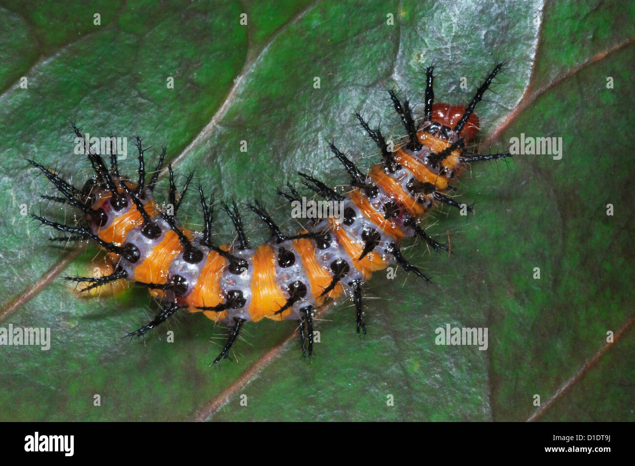 Acraea genus hi-res stock photography and images - Alamy