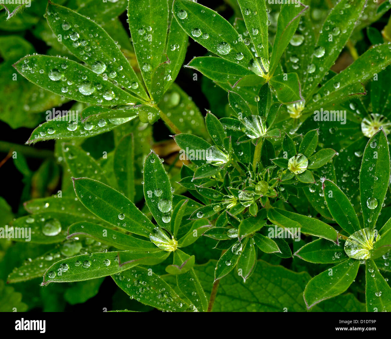 Thick leaf plants hi-res stock photography and images - Alamy