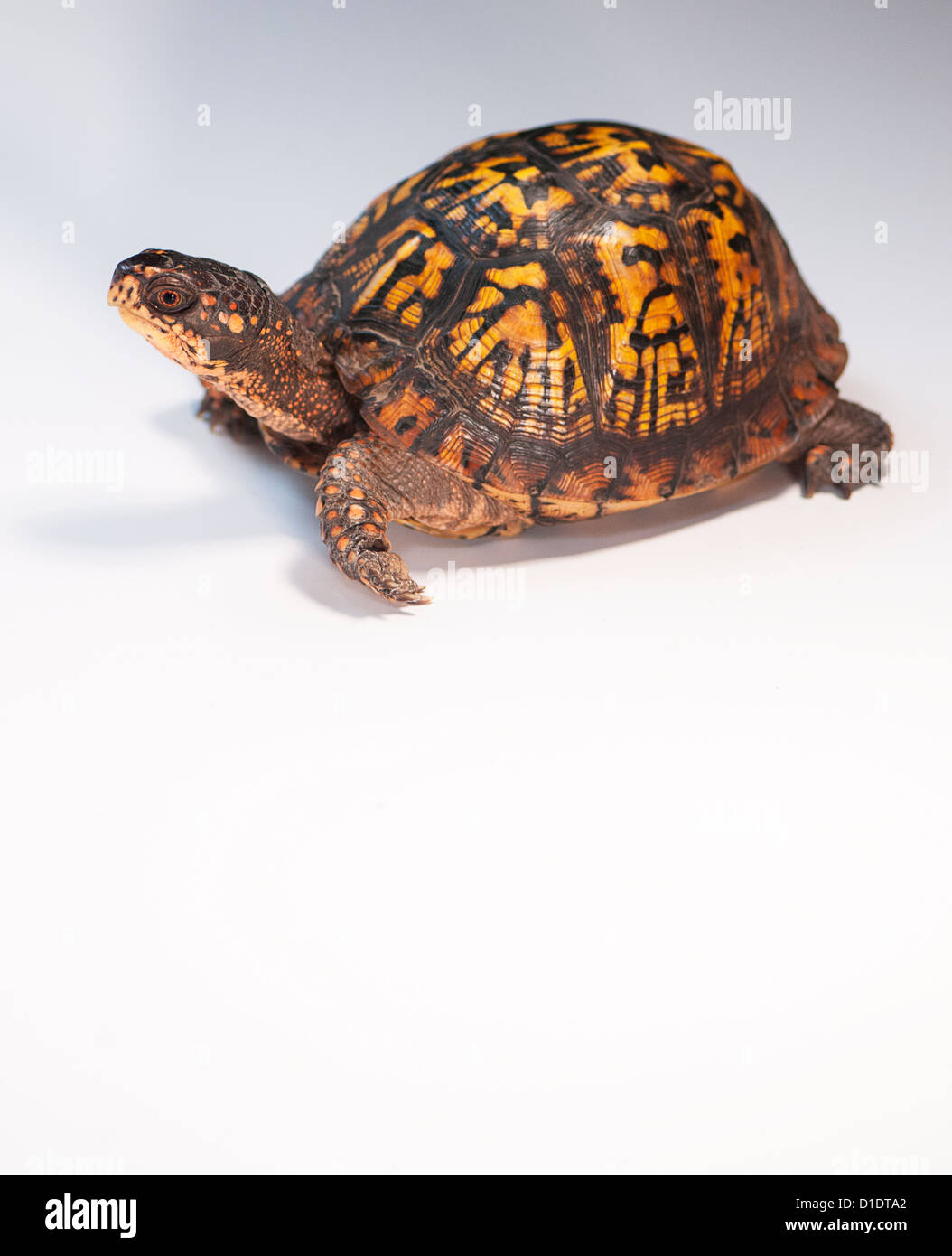 Eastern box turtle hi-res stock photography and images - Alamy