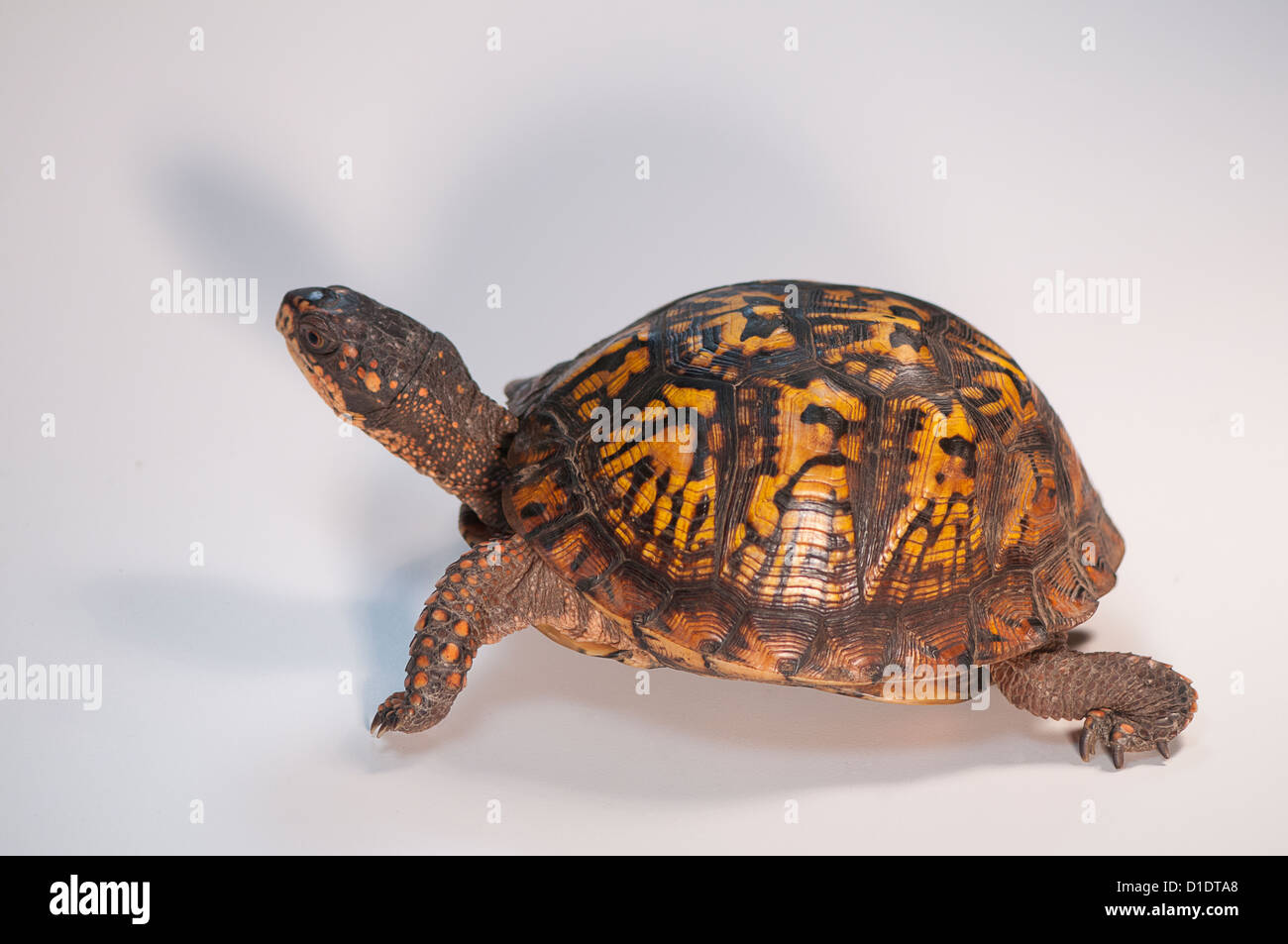 Carolina box turtle hi-res stock photography and images - Alamy