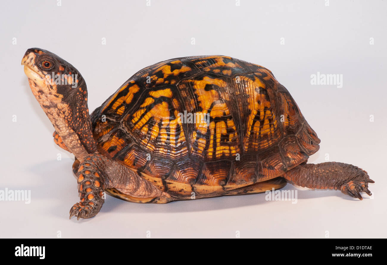 Box turtle hi-res stock photography and images - Alamy