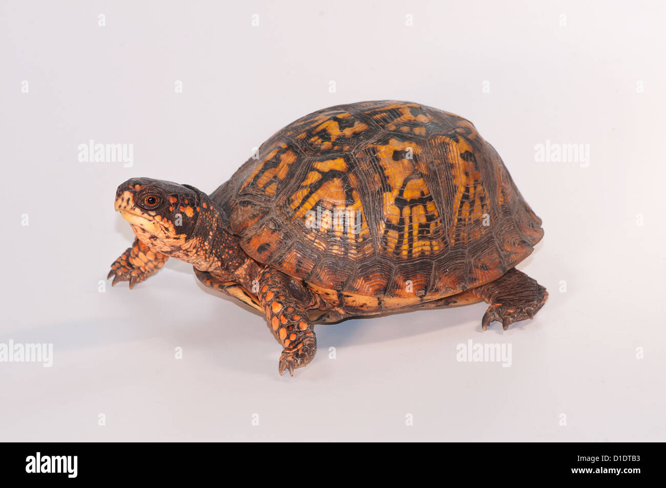 eastern box turtle, Terrapene carolina carolina Stock Photo - Alamy