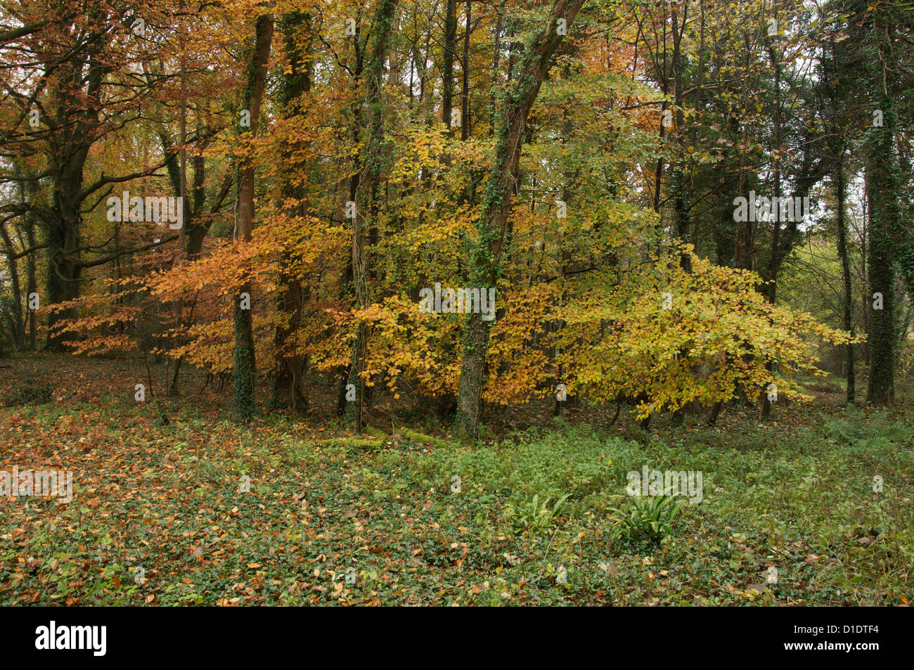 Seasons Fall. The leaves on the trees changing colour. English ...