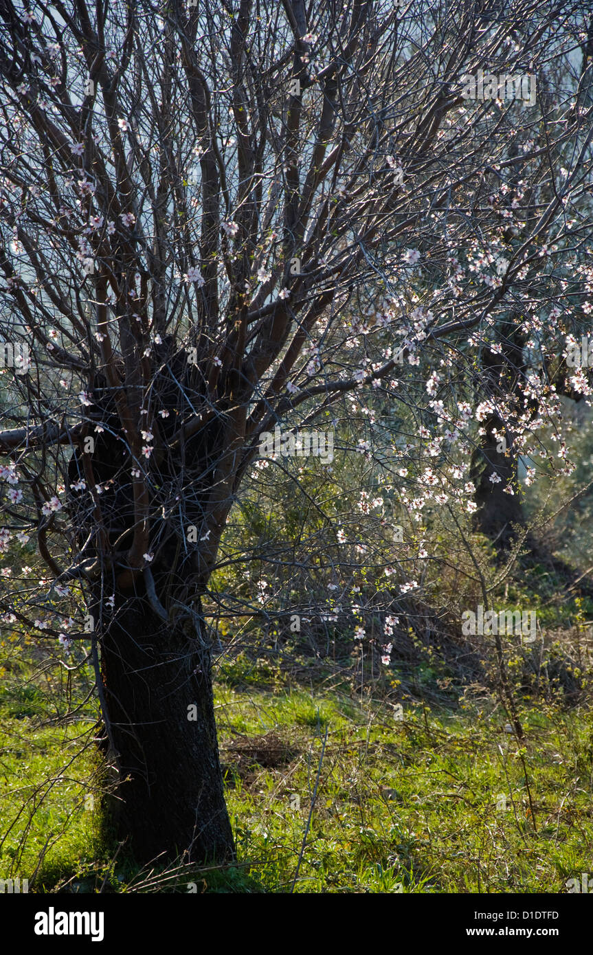 Old almond tree in bloom Stock Photo - Alamy