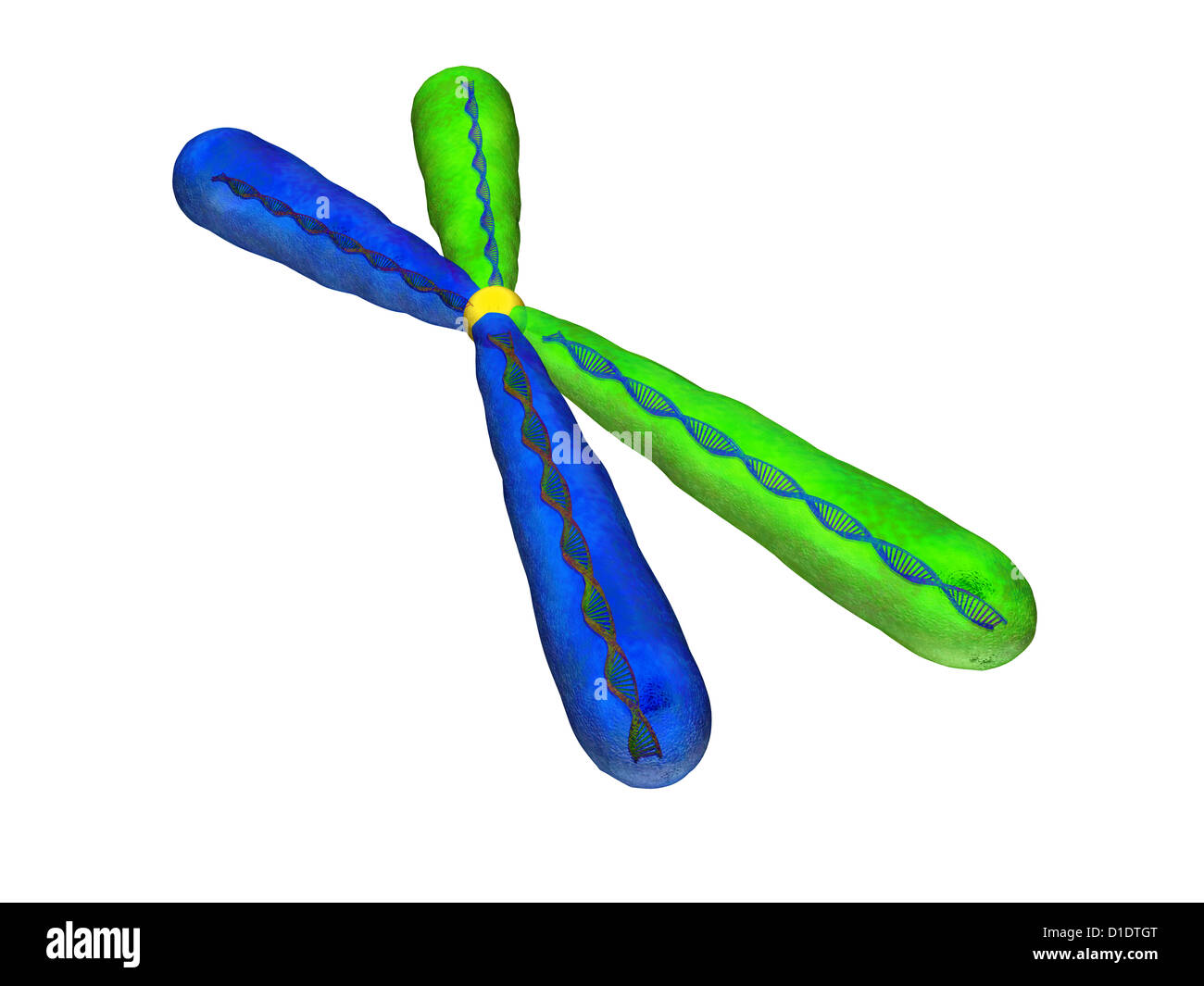 Chromosome hi-res stock photography and images - Alamy