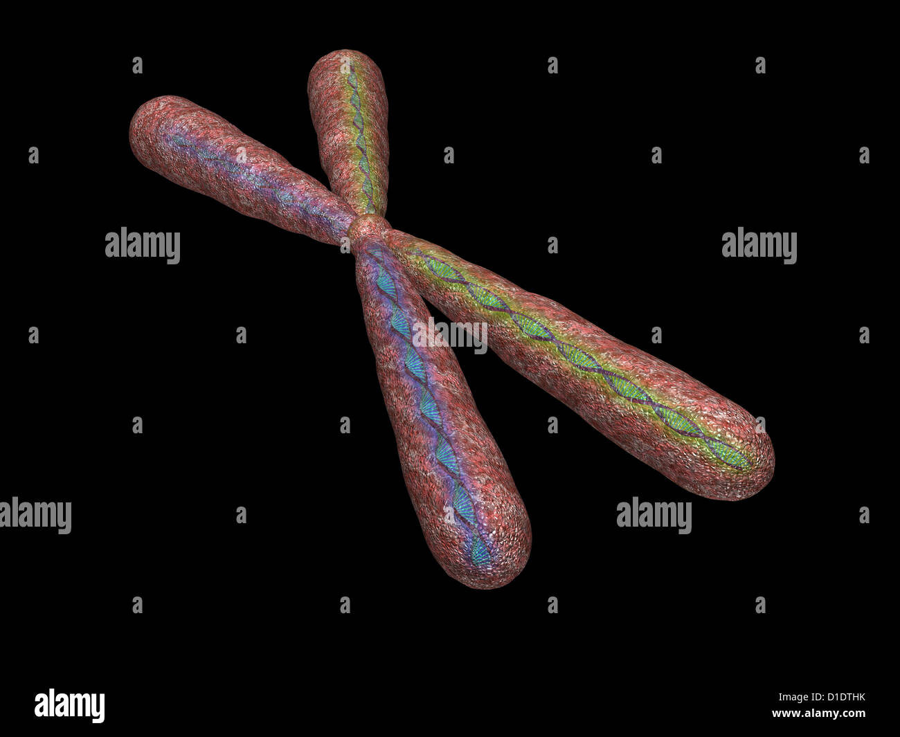 illustration of human chromosome Stock Photo - Alamy