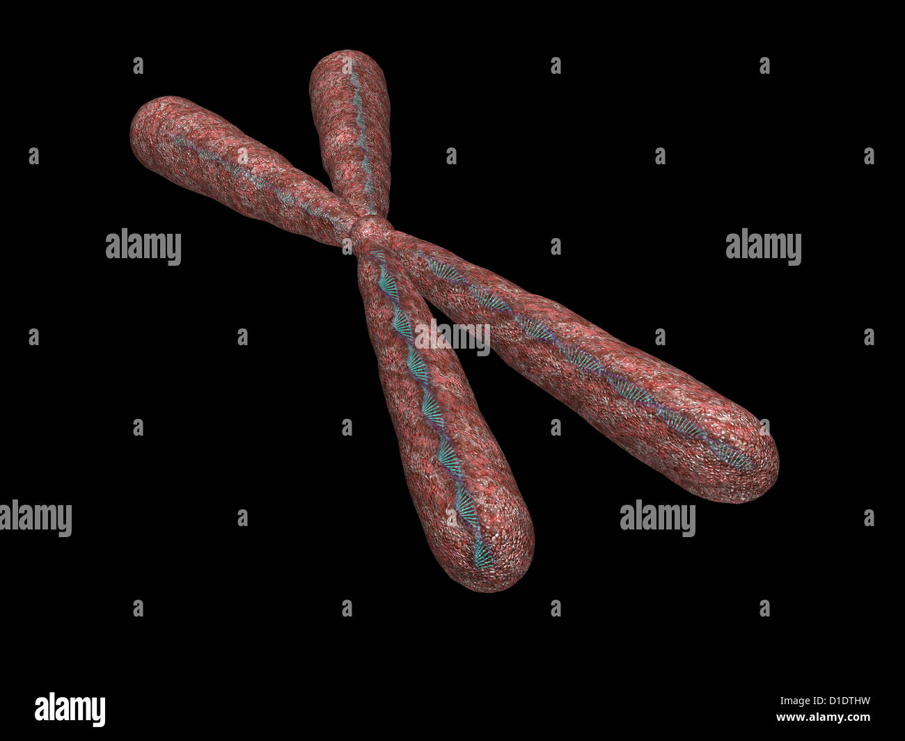 illustration of human chromosome Stock Photo - Alamy