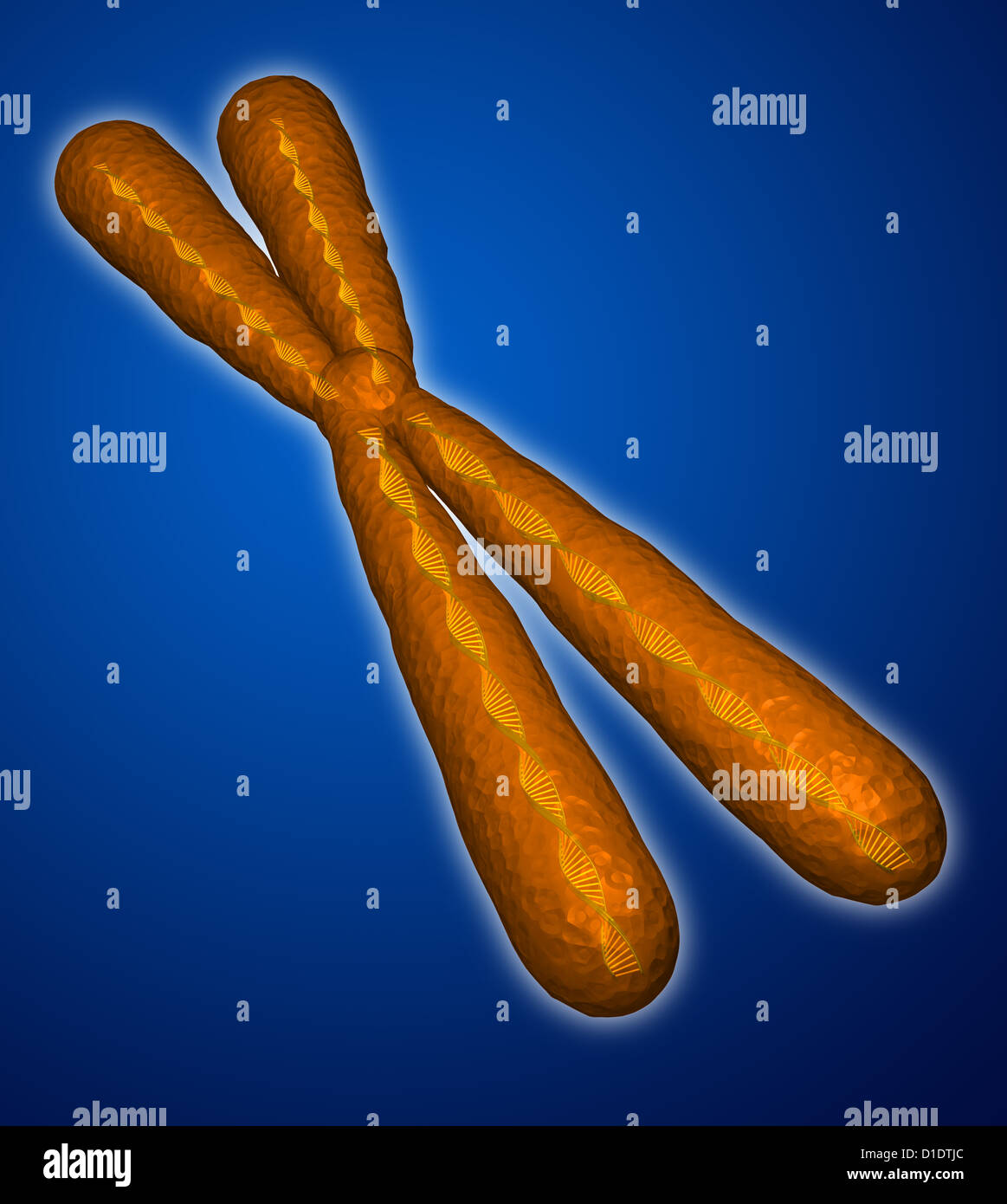 illustration of human chromosome Stock Photo - Alamy