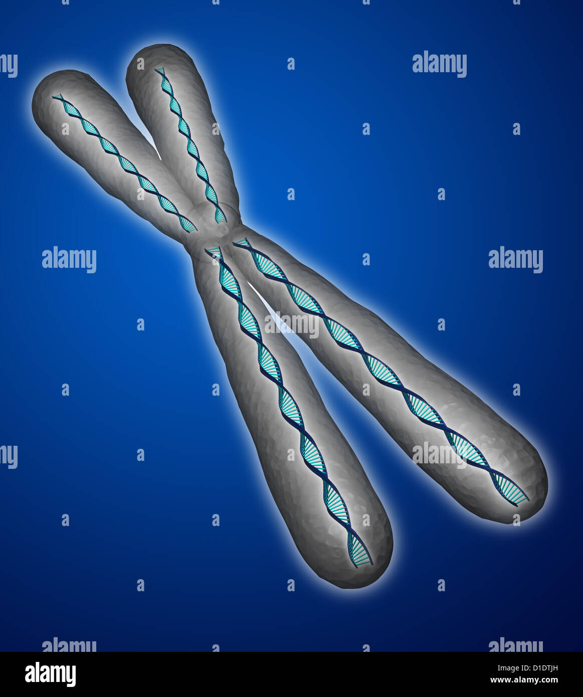 Chromosome hi-res stock photography and images - Alamy