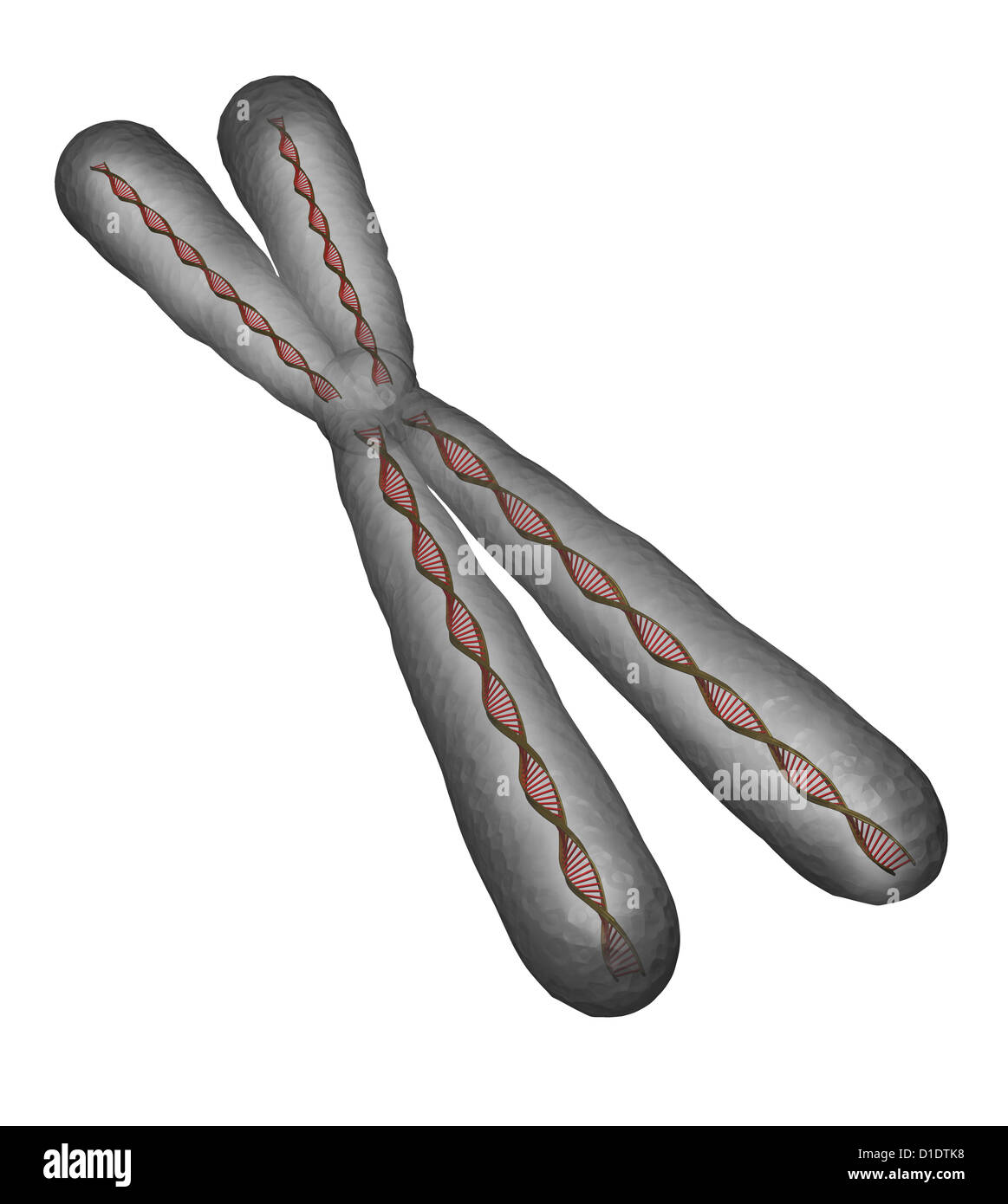illustration of human chromosome Stock Photo - Alamy