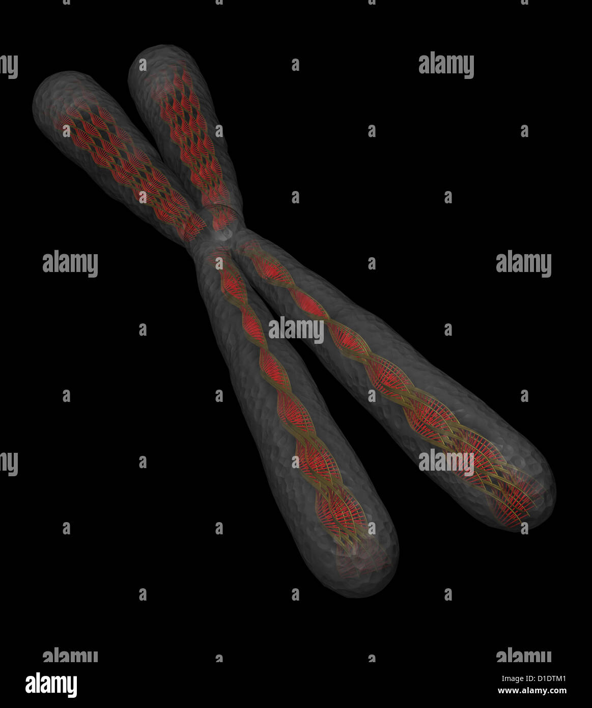 illustration of human chromosome Stock Photo - Alamy