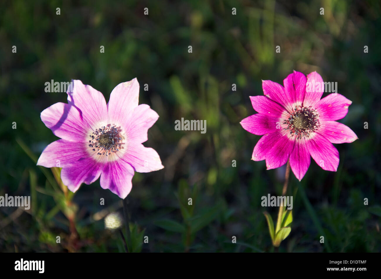 Two wild poppy anemones on meadow (Anemone coronaria Stock Photo - Alamy
