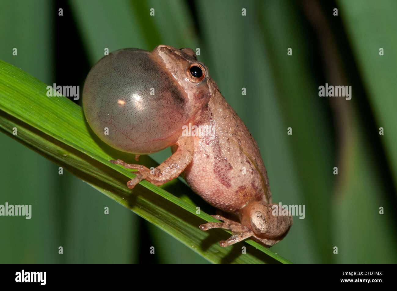 spring peeper, hyla crucifer, singing its mating call Stock Photo - Alamy