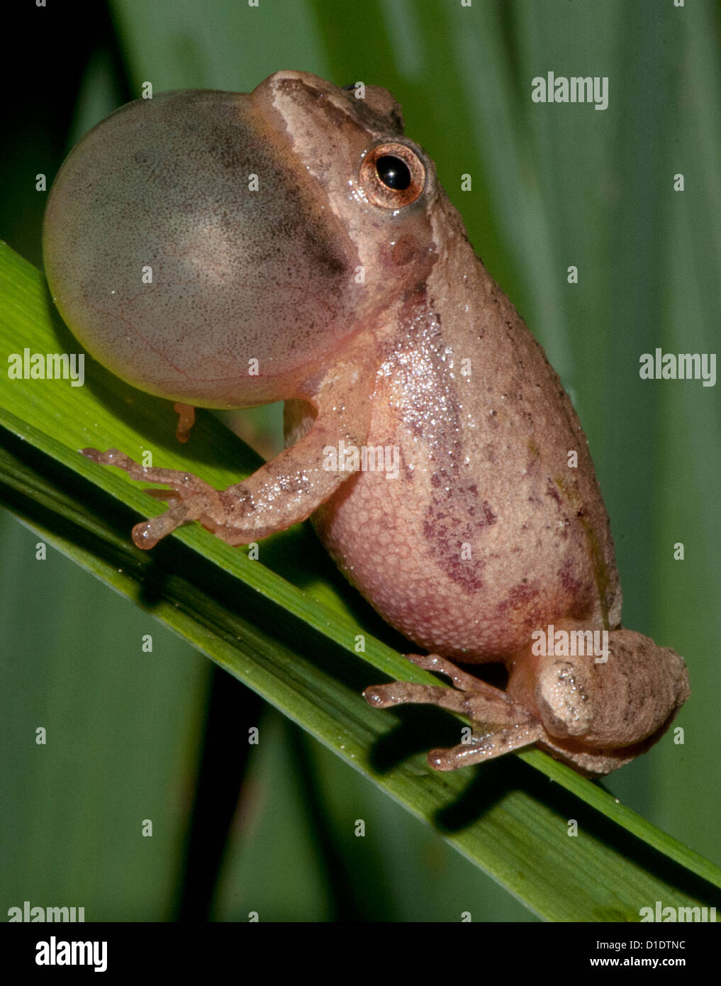 spring peeper, hyla crucifer, singing its mating call Stock Photo - Alamy