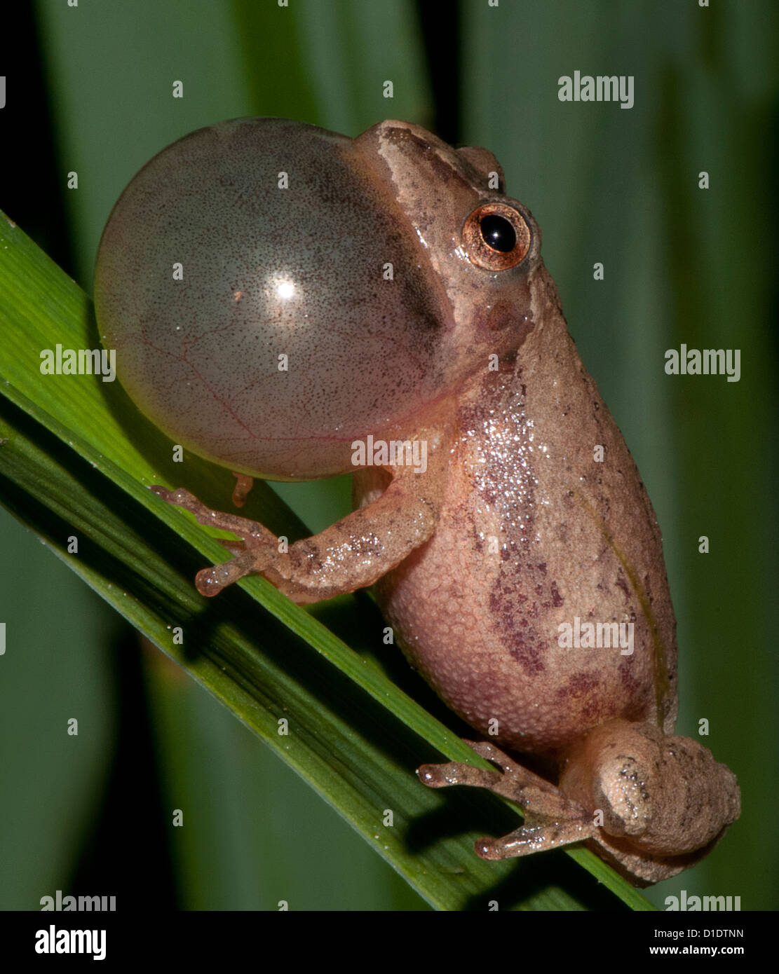 Spring peeper hyla crucifer hi-res stock photography and images - Alamy