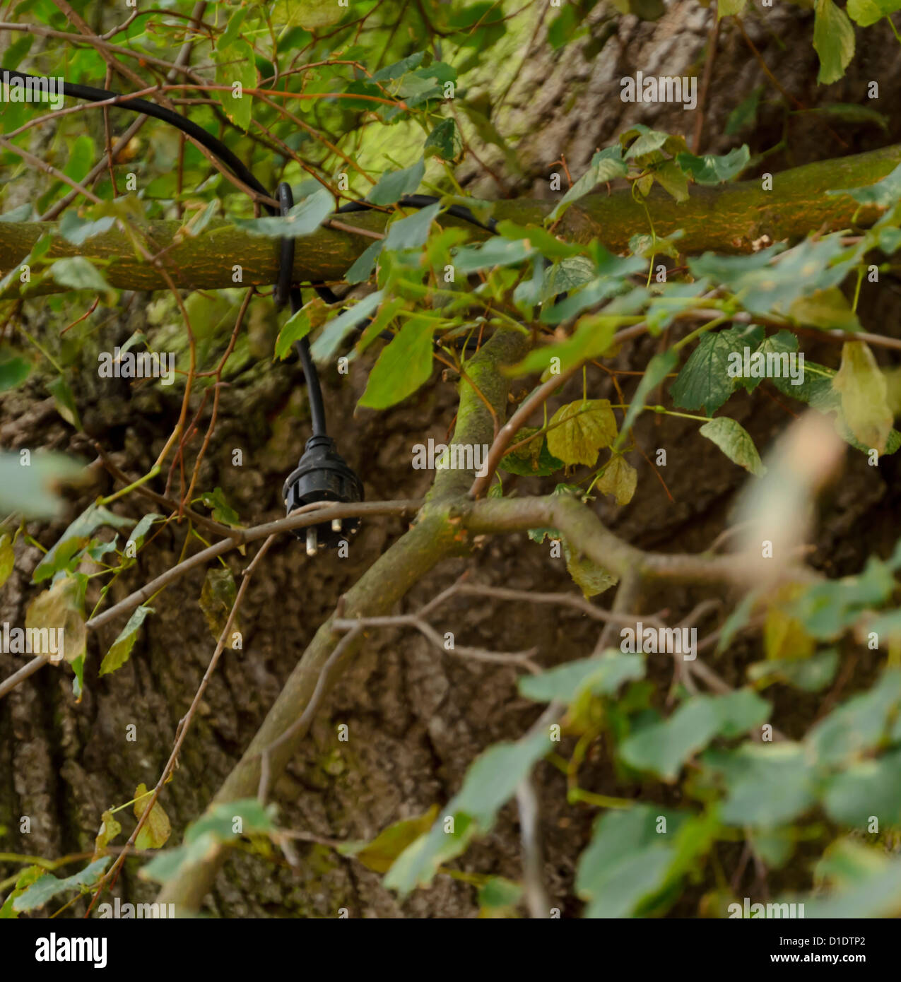 power cable tree Stock Photo - Alamy