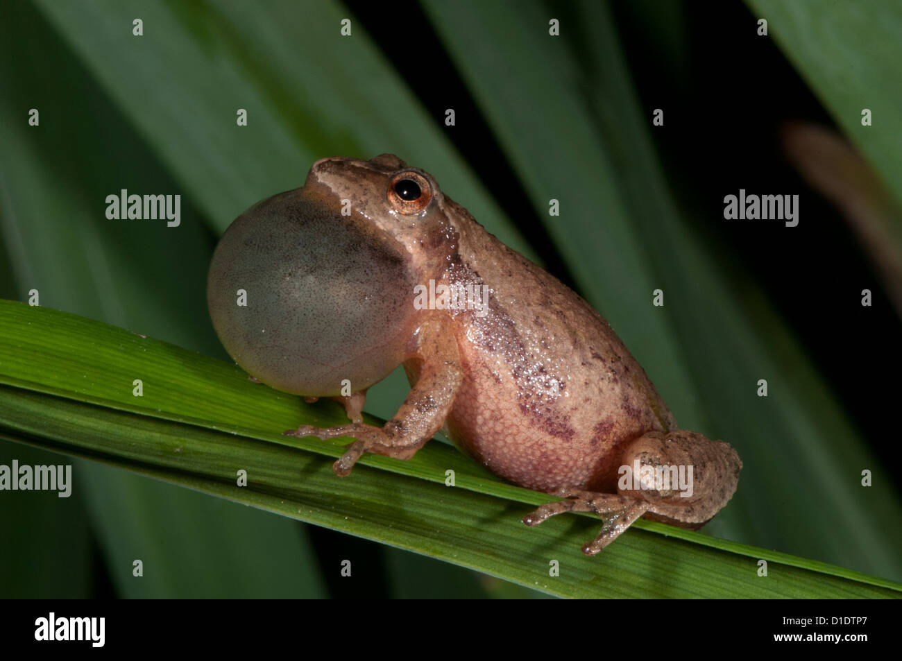 spring peeper, hyla crucifer, singing its mating call Stock Photo - Alamy