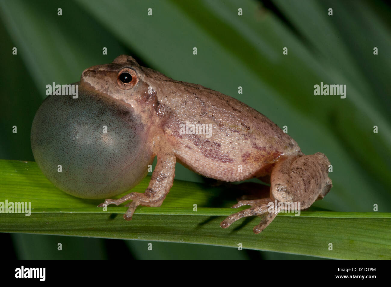 Spring peeper hyla crucifer hi-res stock photography and images - Alamy