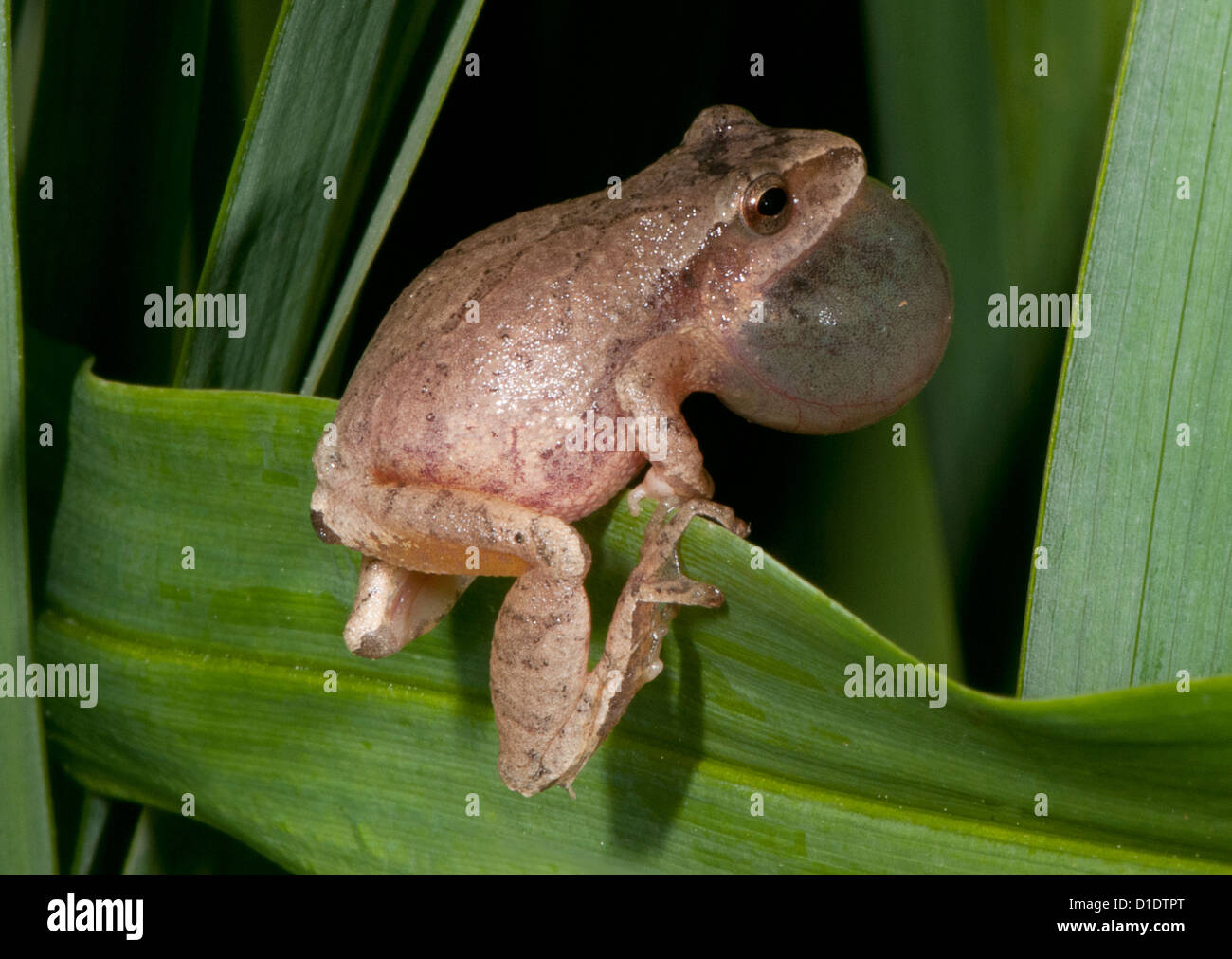 Spring peeper hyla crucifer hi-res stock photography and images - Alamy