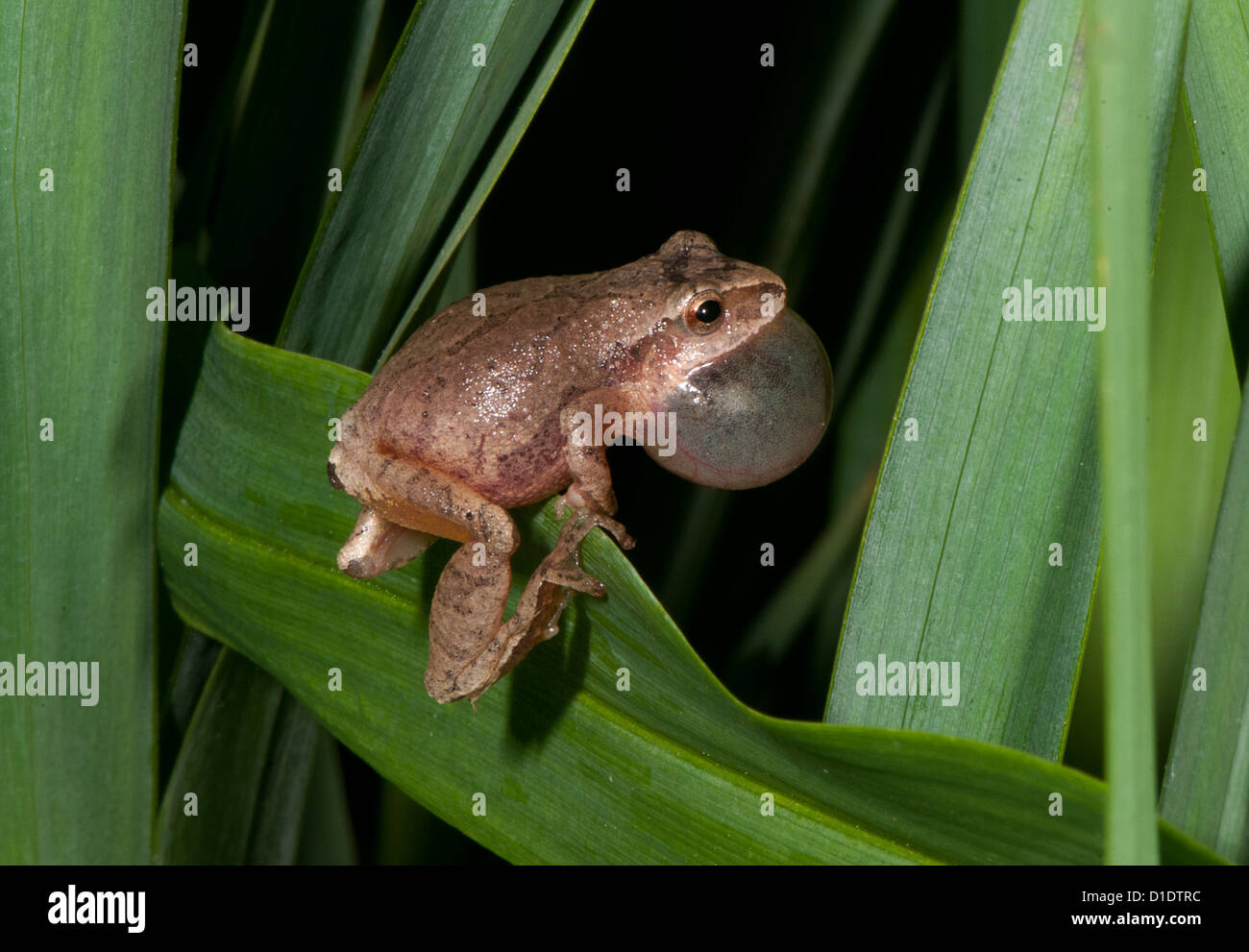Spring peeper hyla crucifer hi-res stock photography and images - Alamy