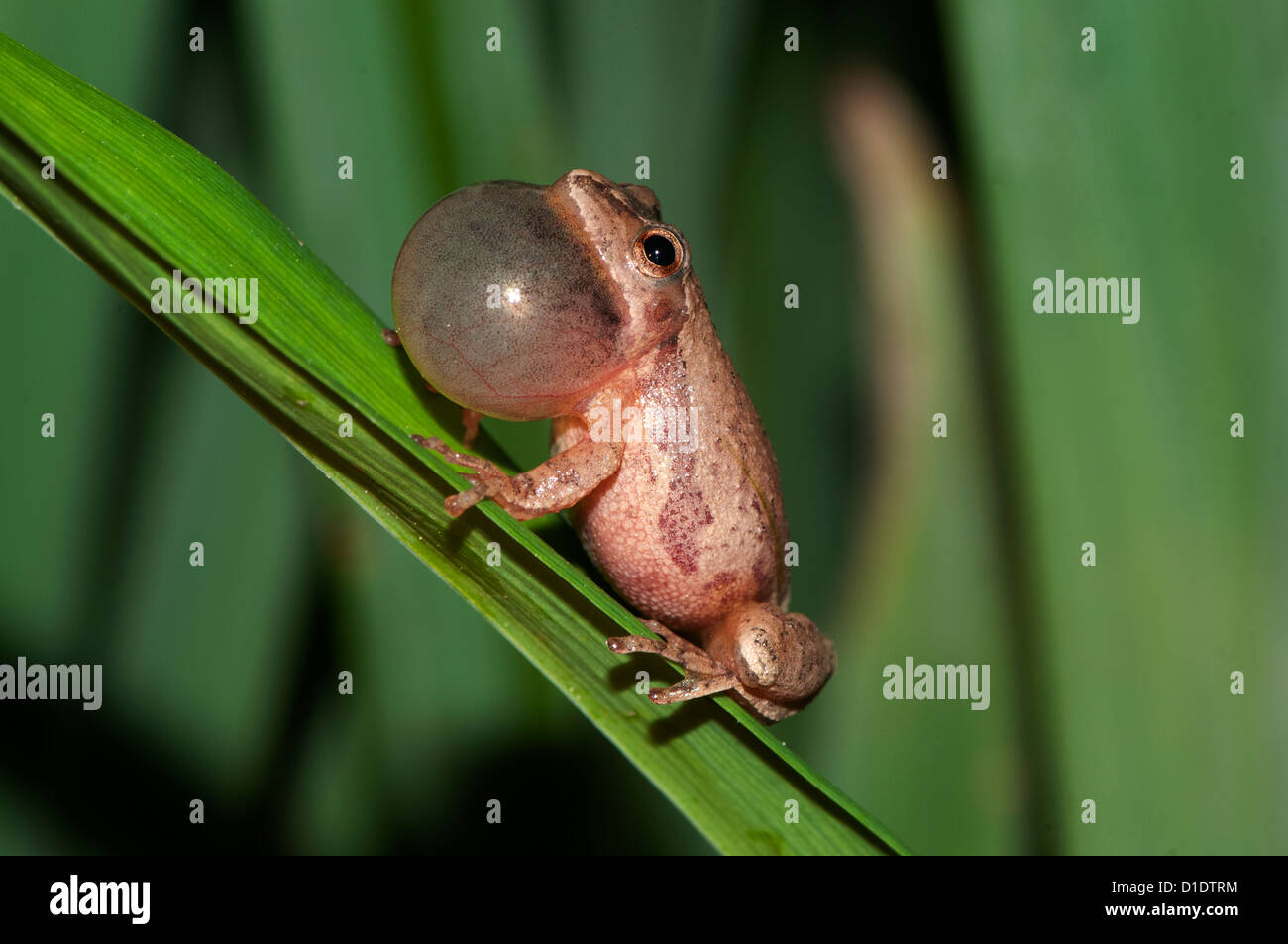 Spring peeper hyla crucifer hi-res stock photography and images - Alamy