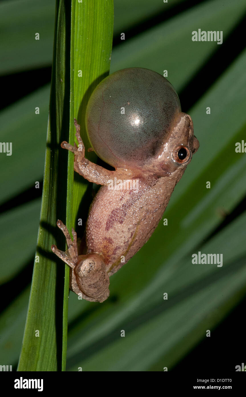 spring peeper, hyla crucifer, singing its mating call Stock Photo - Alamy
