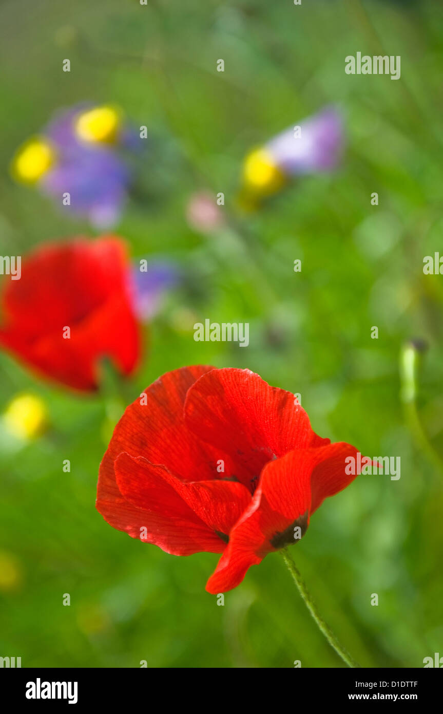 Ladybird Poppy on meadow (Papaver Commutatum Stock Photo - Alamy