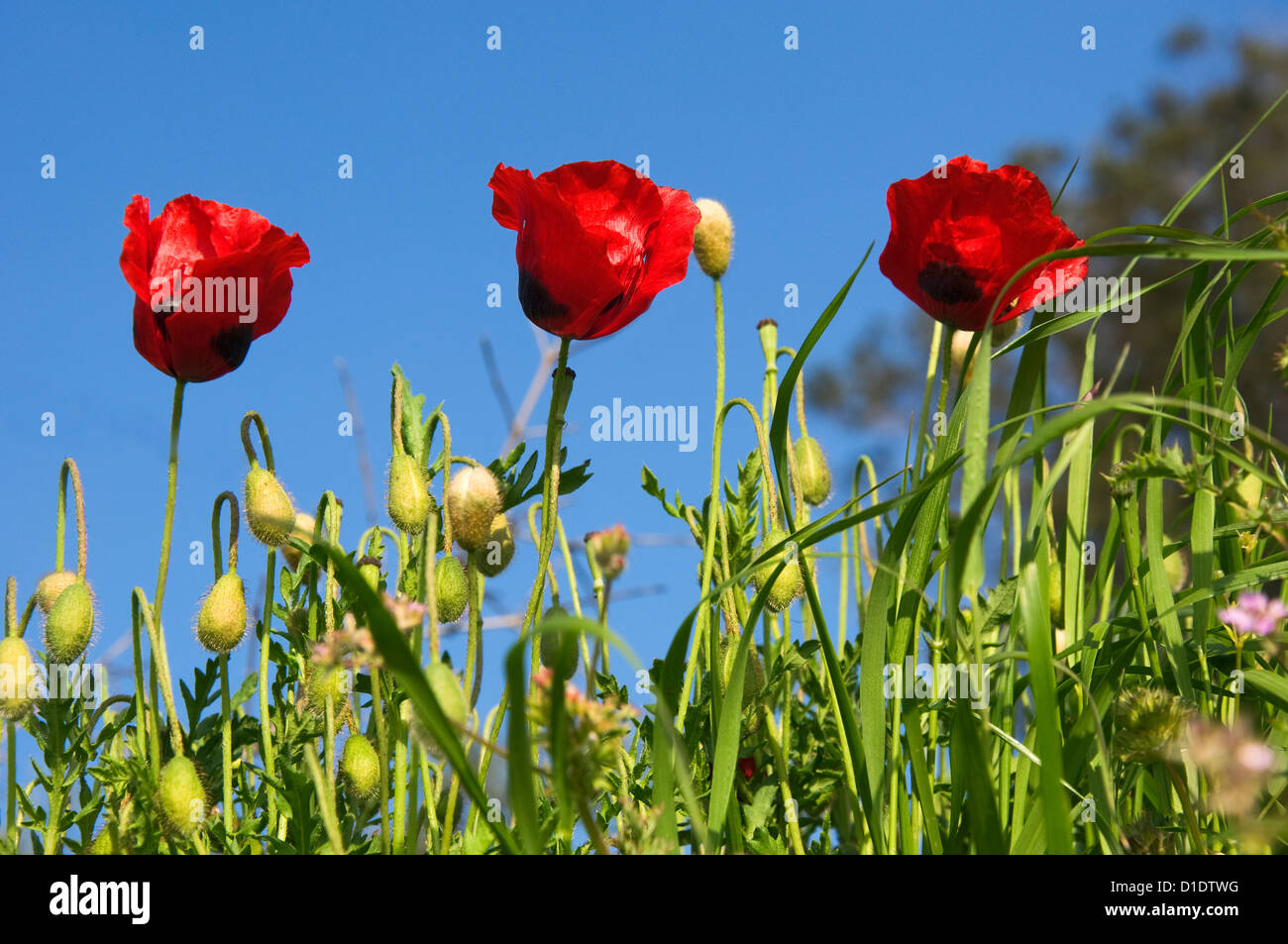 Ladybird Poppy on meadow (Papaver Commutatum Stock Photo - Alamy
