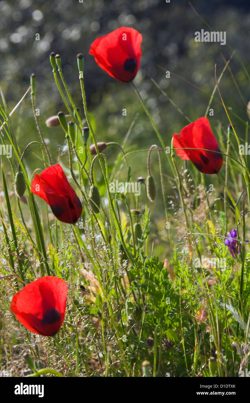 Poppy pictures hi-res stock photography and images - Alamy