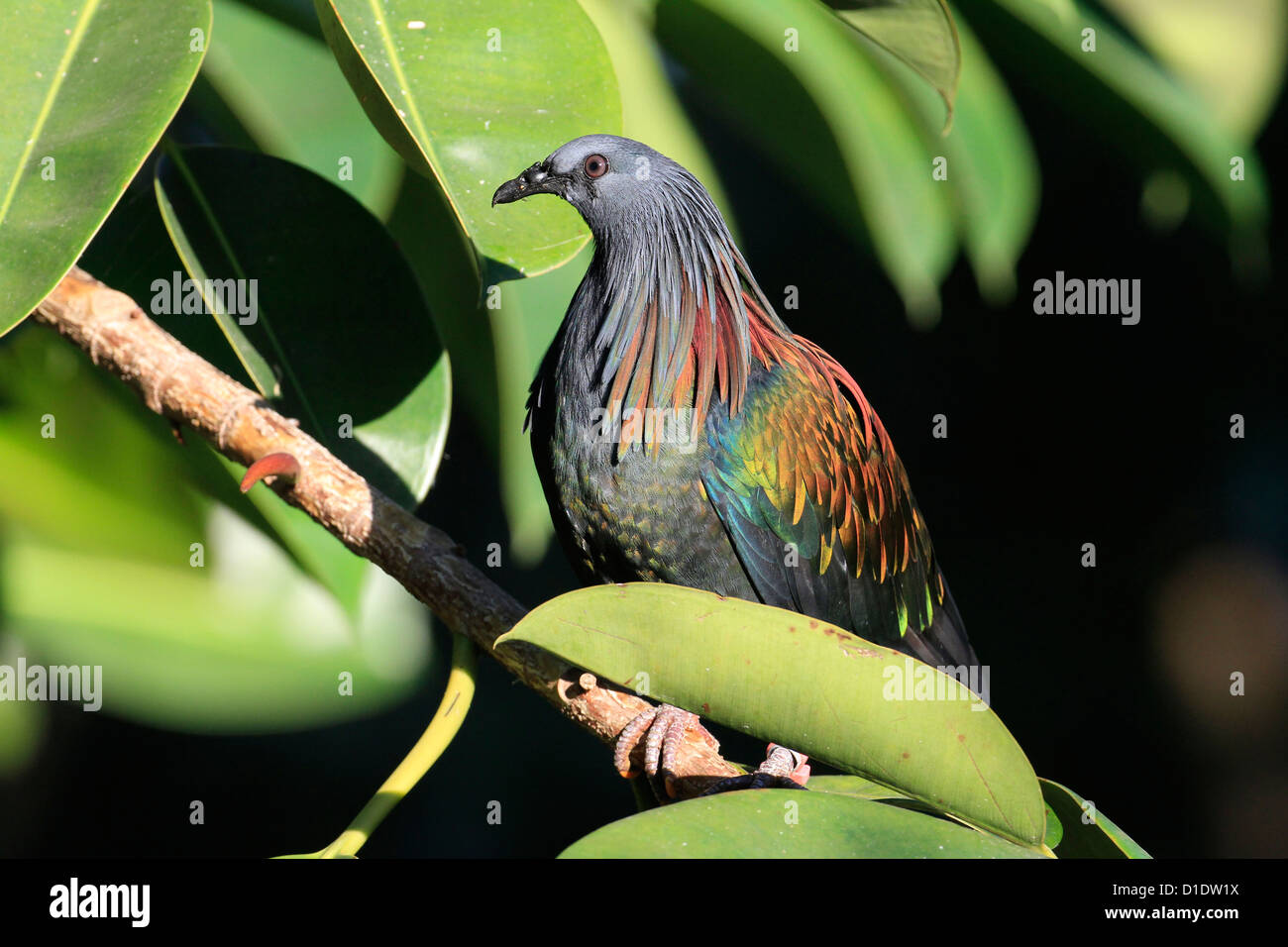 Nicobar Pigeon (Caloenas nicobarica) foraging for food. Nicobar Islands ...