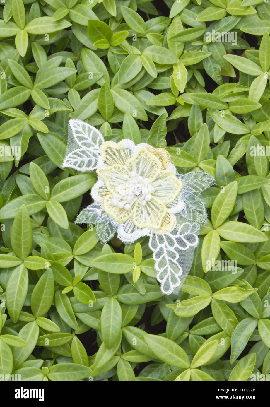 Flower-shaped patch on leaves Stock Photo - Alamy