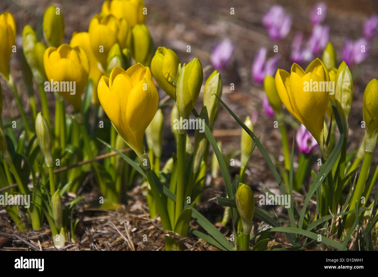 Yellow Autumn Crocus Stock Photo - Alamy