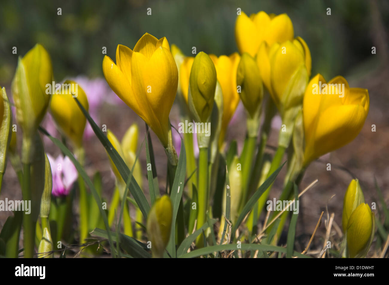 Yellow Autumn Crocus Stock Photo - Alamy
