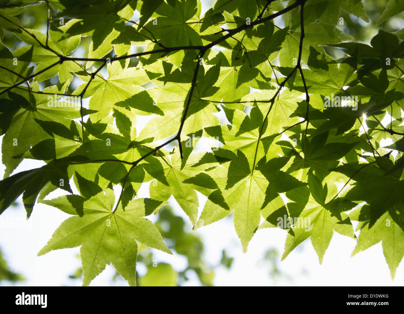Maple leaves of fresh green Stock Photo - Alamy