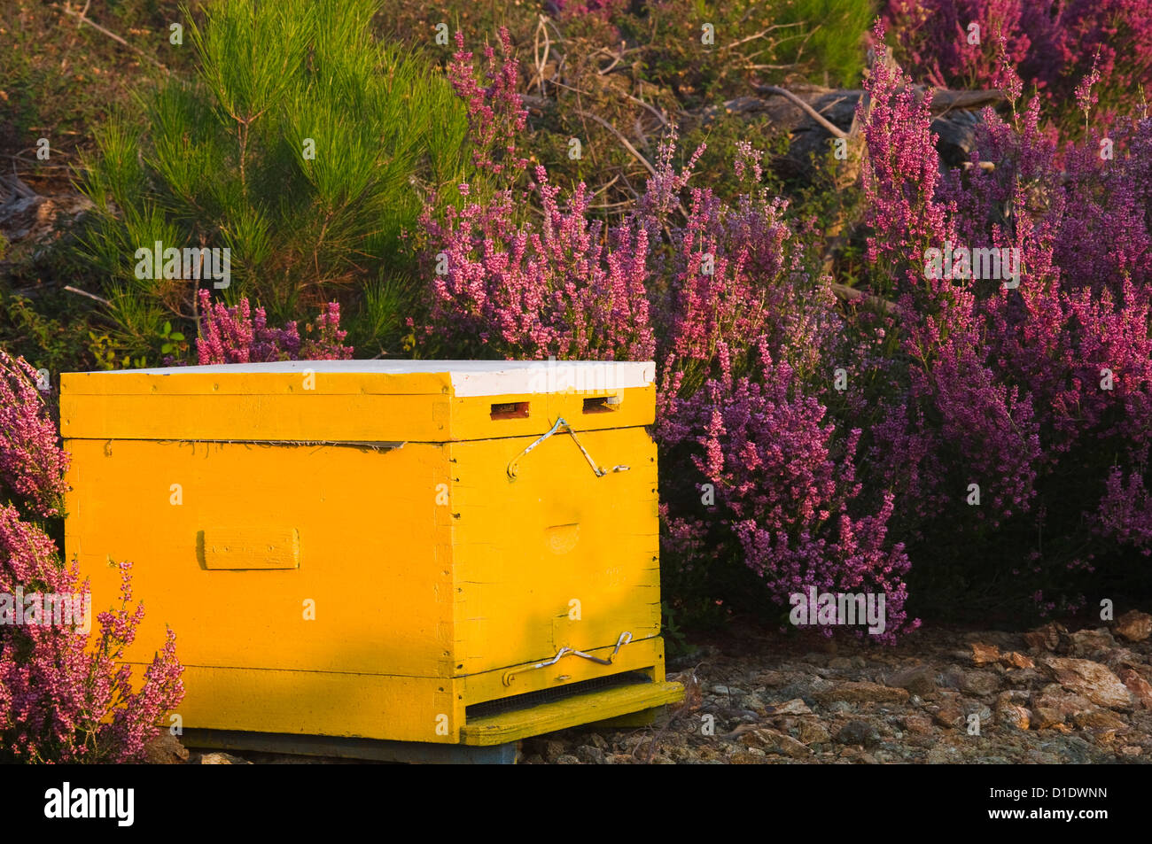 Image of bee hive hi-res stock photography and images - Alamy