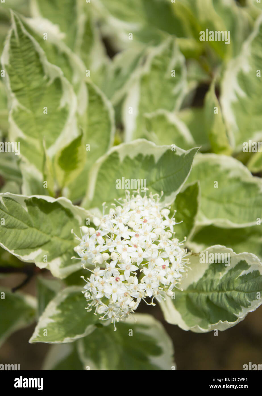 Cornus controversa variegata hi-res stock photography and images - Alamy