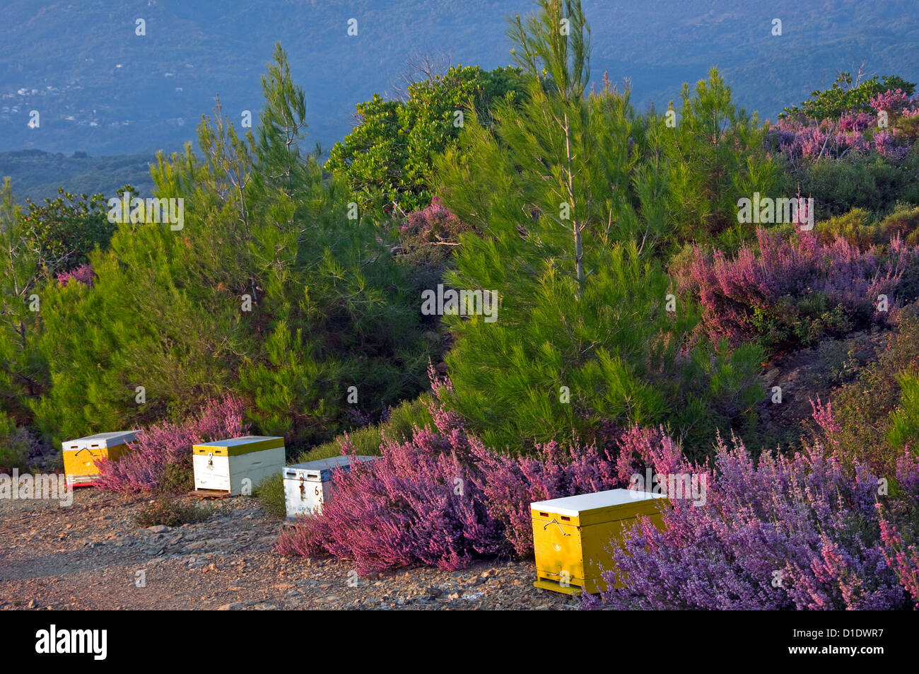 Bee Hives Traditional High Resolution Stock Photography and Images - Alamy