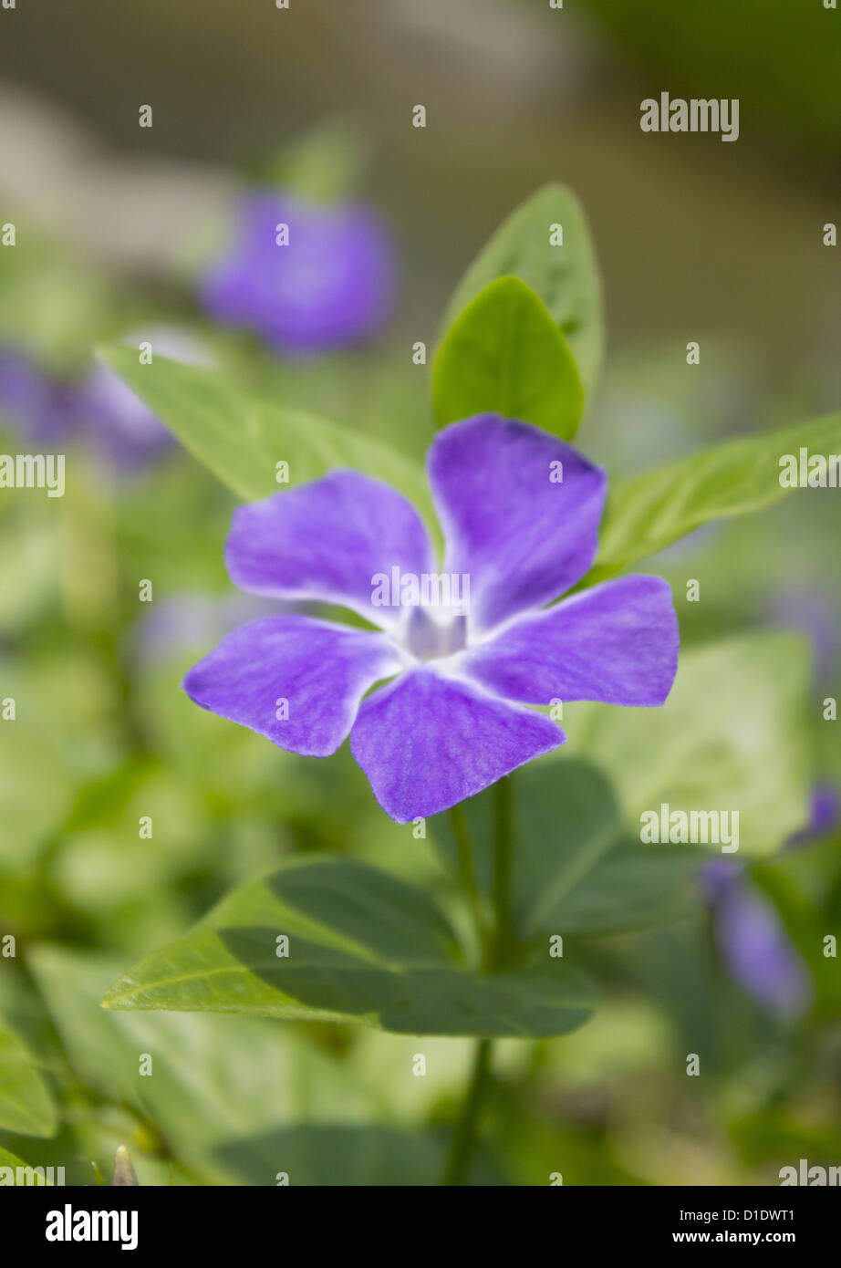 Periwinkle image hi-res stock photography and images - Alamy