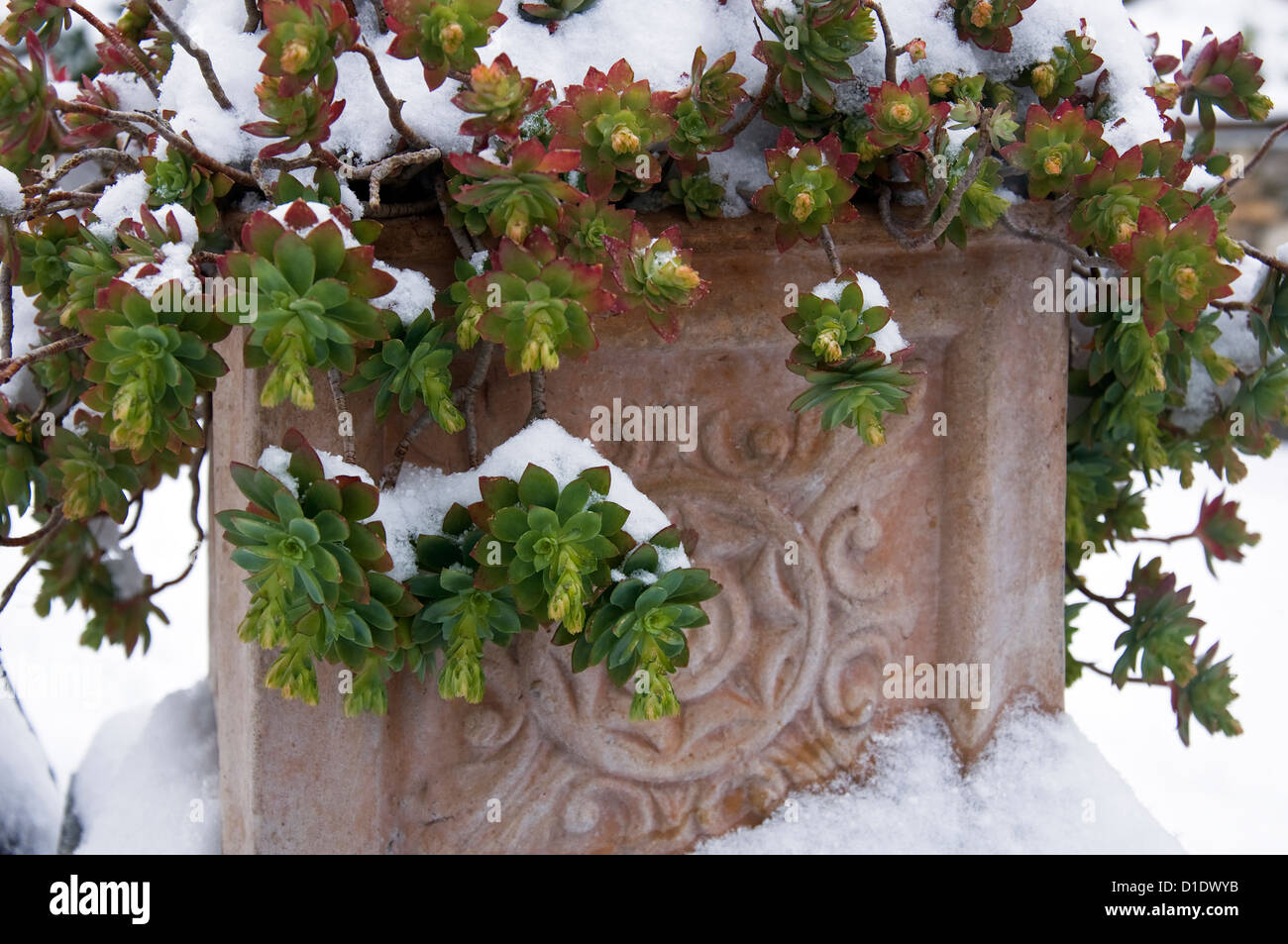 Snow-covered succulent plant in terracotta plant pot Stock Photo - Alamy