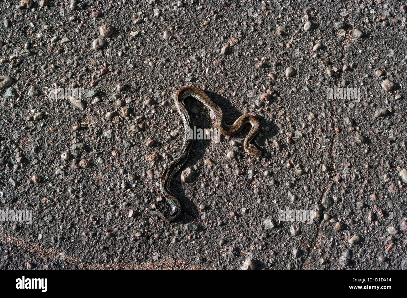 Crushed snake hi-res stock photography and images - Alamy
