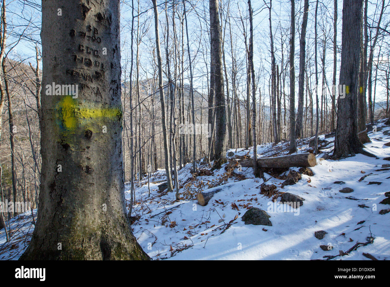 Trail Blaze along the Frankenstein Cliff Trail in the White Mountains ...
