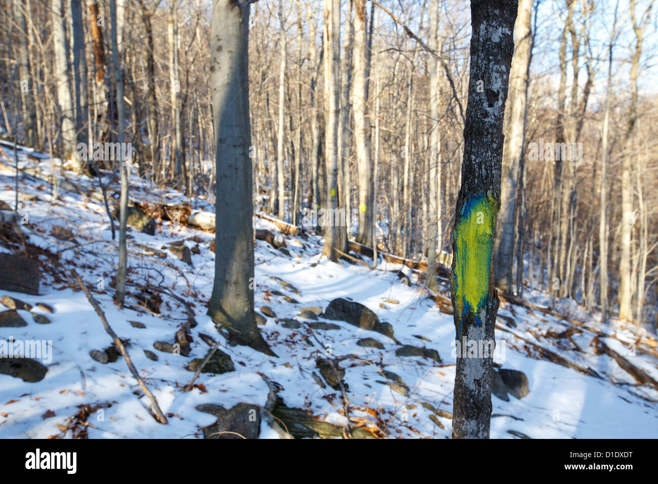 Trail Blaze along the Frankenstein Cliff Trail in the White Mountains ...
